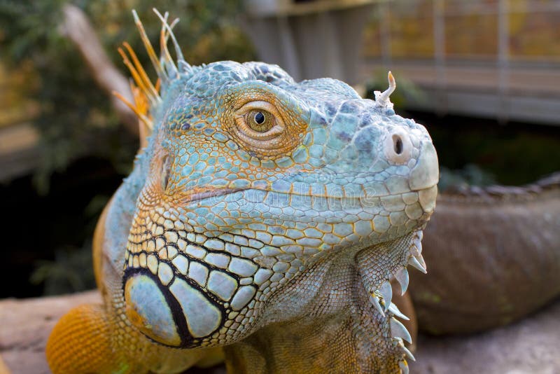 Iguana looking stock image. Image of iguanas, tropical - 28467829