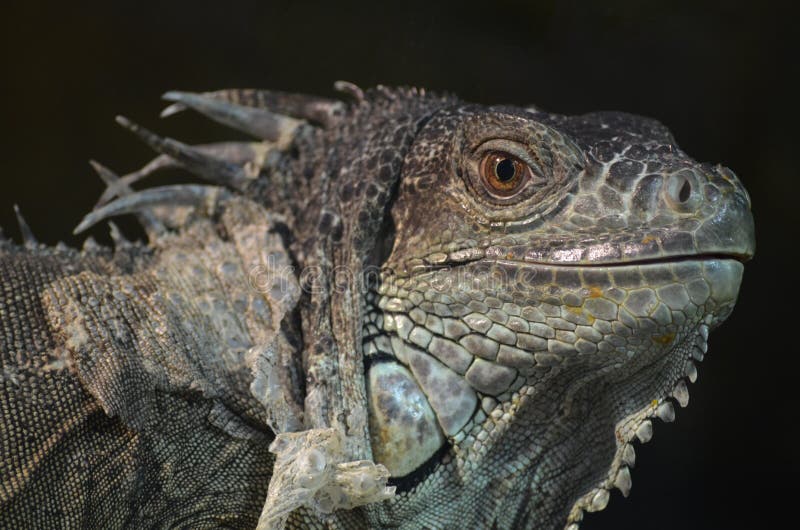 Iguana looking the camera stock photo. Image of iguana - 253046340