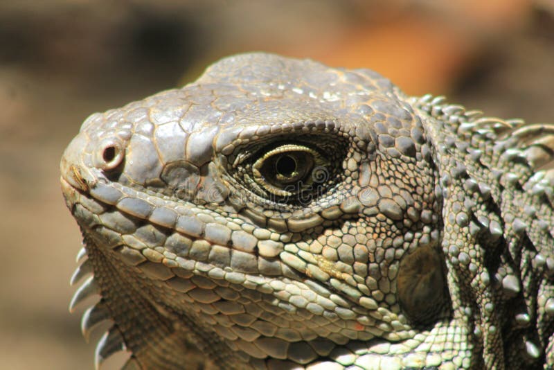 Iguana looking up. stock photo. Image of panoramic, buildings - 93637926