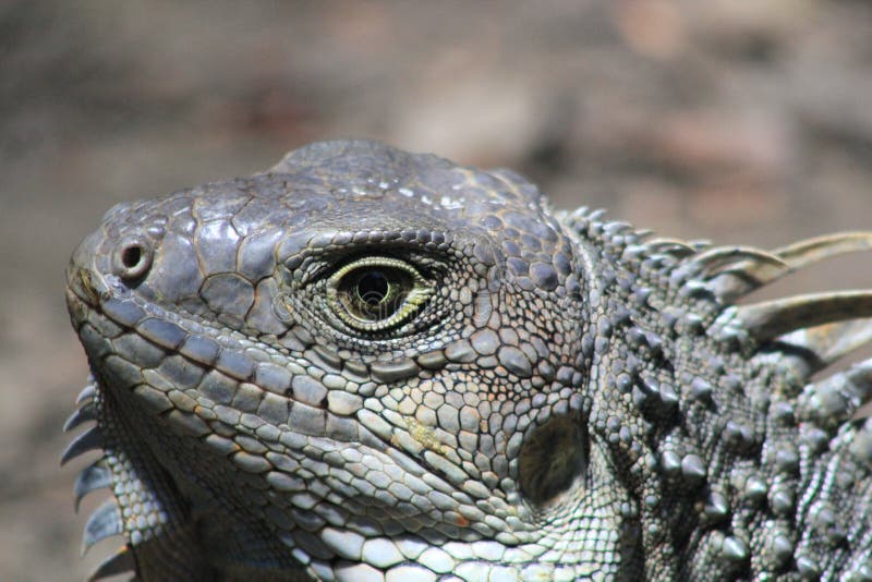 Iguana looking up. stock photo. Image of beautiful, plants - 93638088