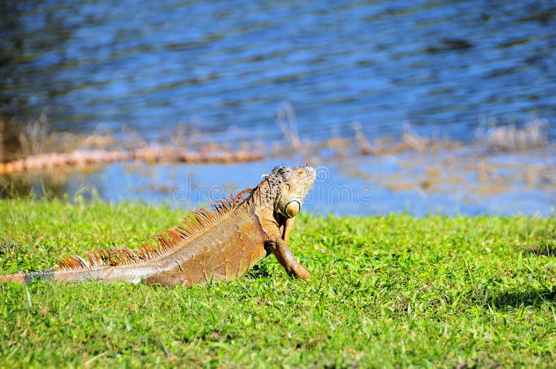 Iguana running along water stock image. Image of brown - 36339305