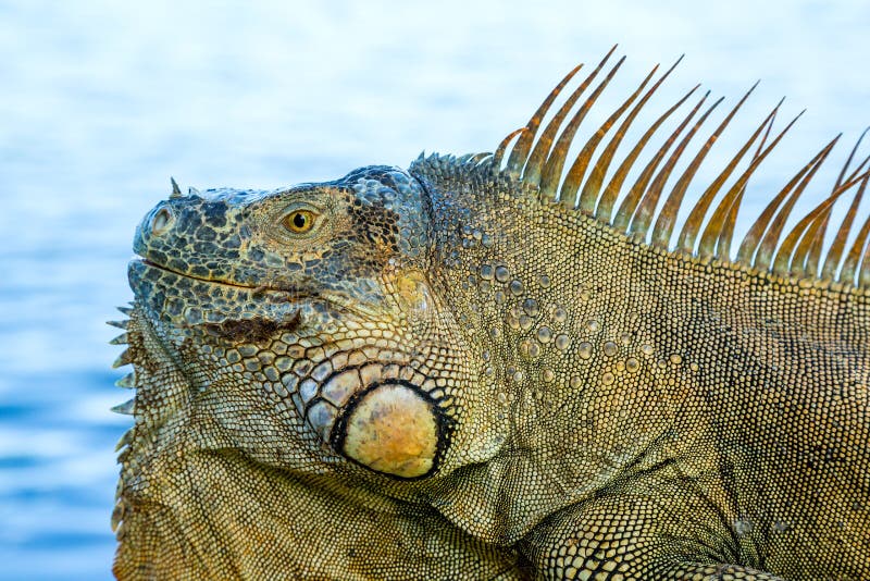 An iguana lying in the sun stock photo. Image of spines - 62462244