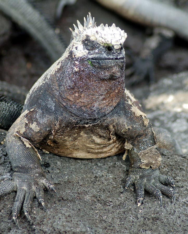 Garras da iguana marinha foto de stock. Imagem de areia - 4309344