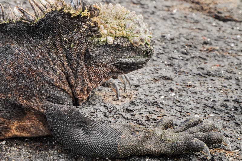 Garras da iguana marinha foto de stock. Imagem de areia - 4309344