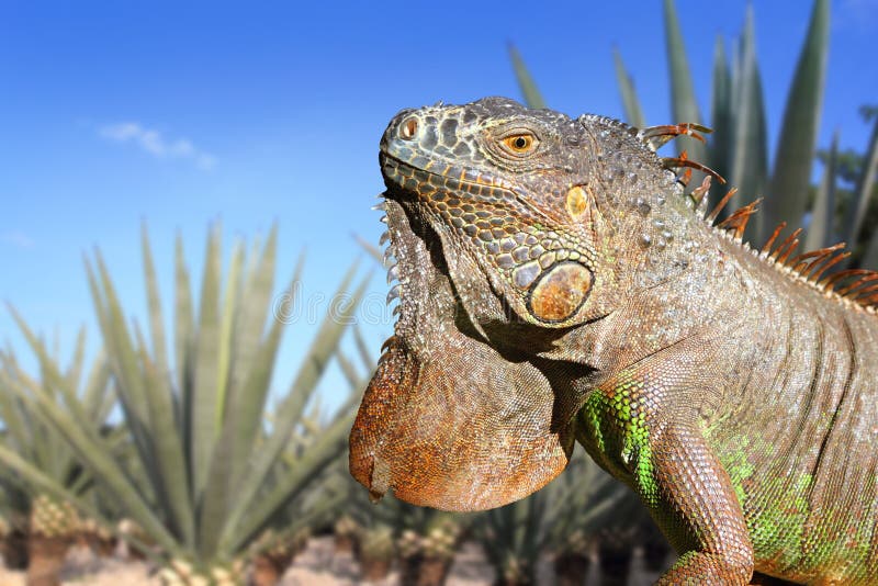 Iguana Mexico in Agave Tequilana Field Blue Sky Stock Photo - Image of ...