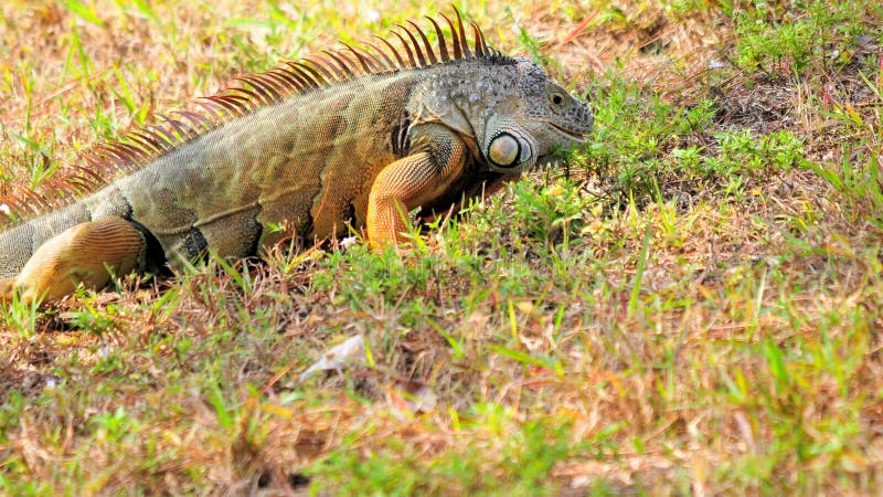 Iguana running along water stock image. Image of brown - 36339305