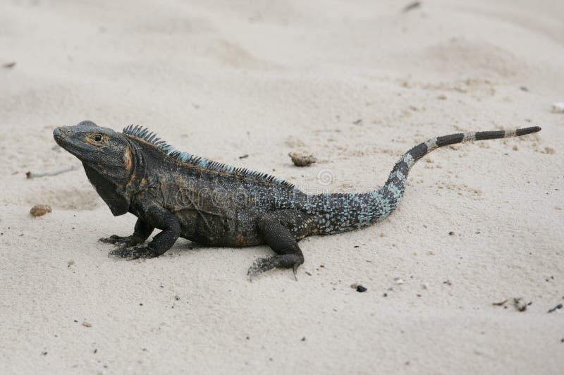 Iguana Negra (similis De Ctenosaura) Imagen de archivo - Imagen de ...