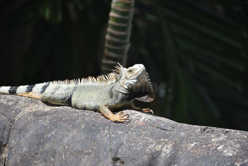 Iguana Nodding His Head Up and Down Stock Photo - Image of scales ...