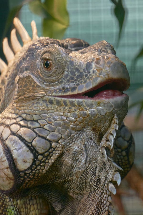 Iguana Smile stock photo. Image of lizards, smile, smiling - 98640