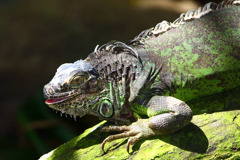 Iguana with opened mouth stock photo. Image of animals - 14097830