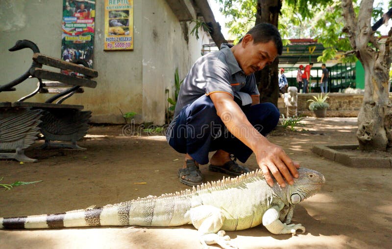 Iguana editorial stock photo. Image of central, iguanas - 62684263