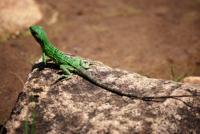 Iguana pequena imagem de stock. Imagem de frio, reserva - 13511895