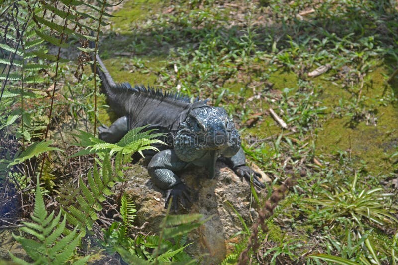 Iguana on Rocking Looking at You Stock Photo - Image of lizard ...