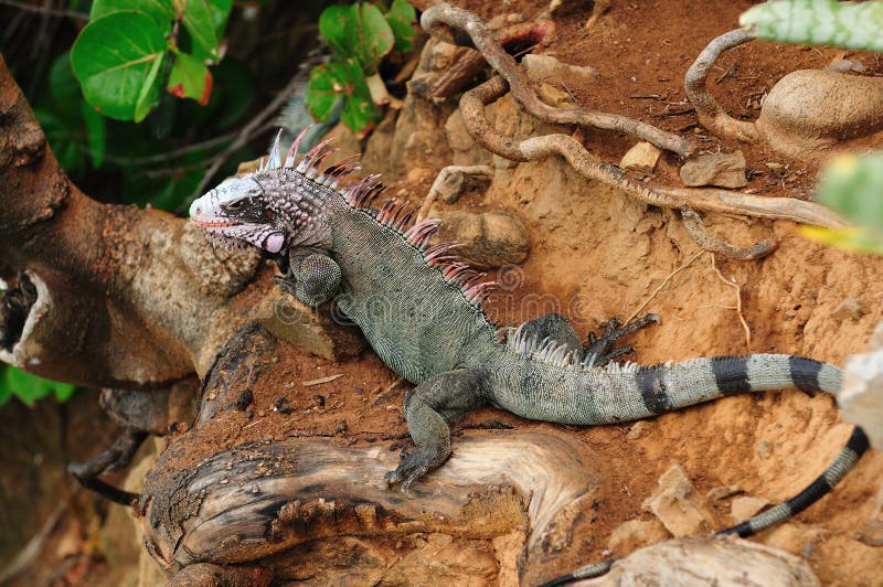 Iguana Portrait stock image. Image of lizard, iguana - 21816901