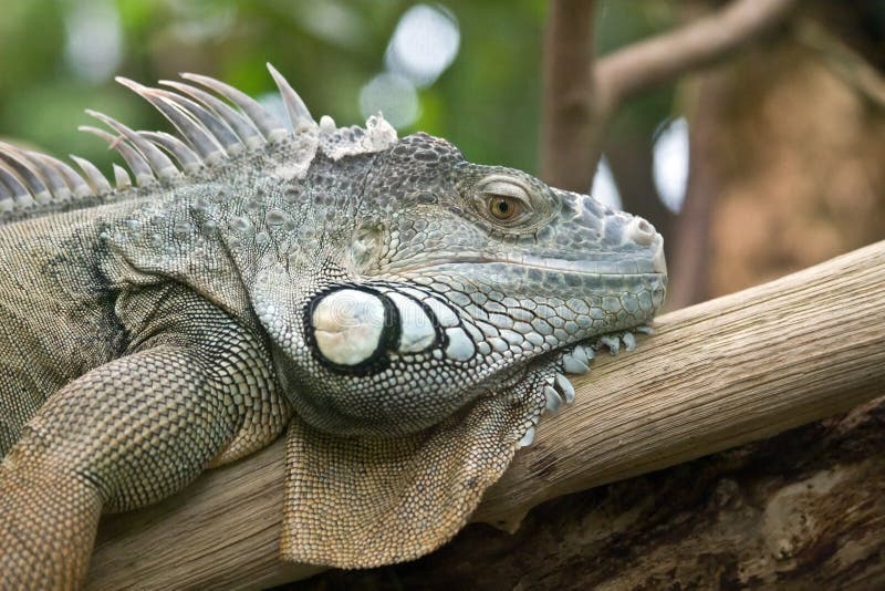 Iguana portrait stock photo. Image of rainforest, close - 6453318