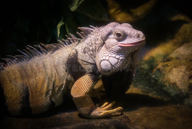 Smiling Iguana stock photo. Image of iguana, adventure - 12594018