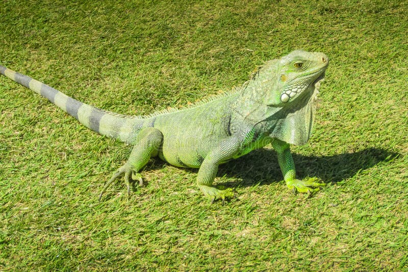 Iguana Posing in Puerto Rico Stock Image - Image of visiting, reptile ...