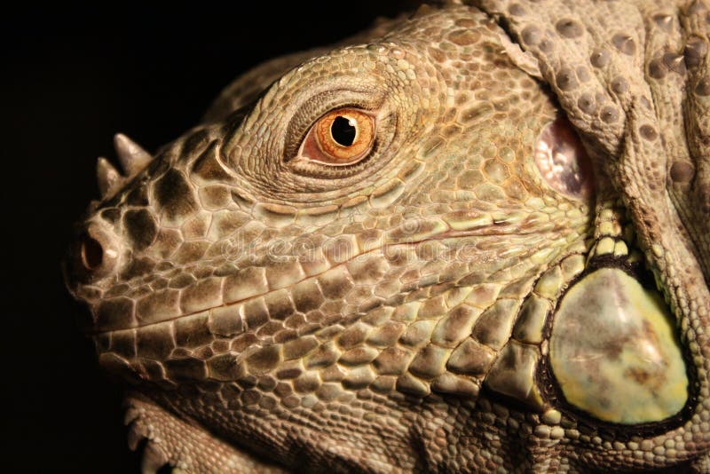 Iguana Profile stock image. Image of iguana, nostril - 11213463