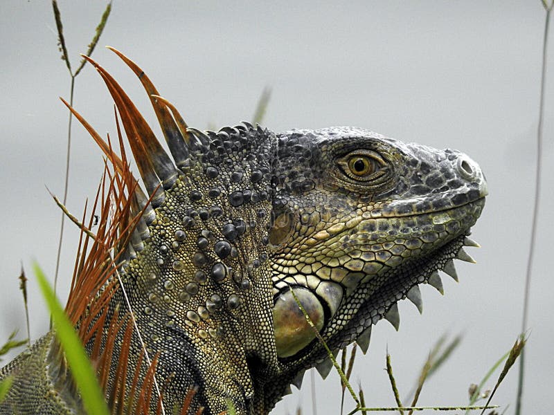 Iguana Profile, Galapagos Islands, Ecuador Stock Image - Image of ...