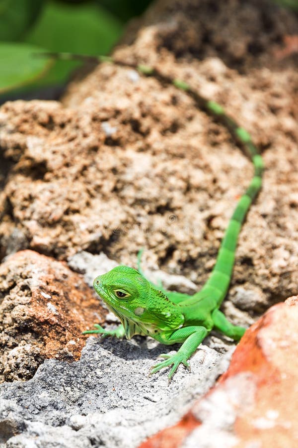 Iguana En La Fortaleza De Puerto Rico Imagen de archivo - Imagen de ...