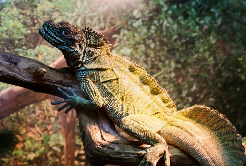 Iguana rare species stock image. Image of crest, animal - 138659955