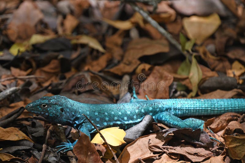 Iguana on Renaissance Island, Aruba Stock Image - Image of animal ...