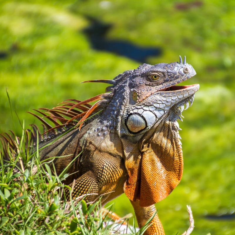 Iguana reptile stock image. Image of colored, swamp, florida - 64045627