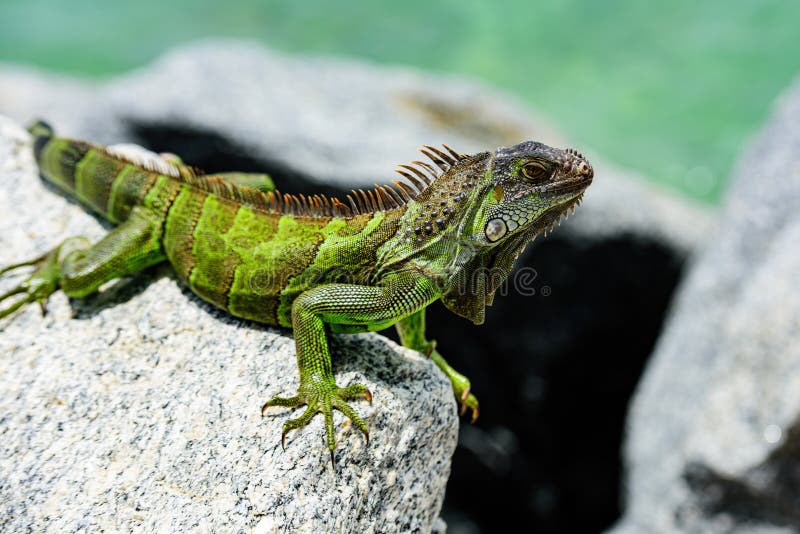 Iguana Reptilian, Exotic Wild Dragon. Stock Image - Image of central ...