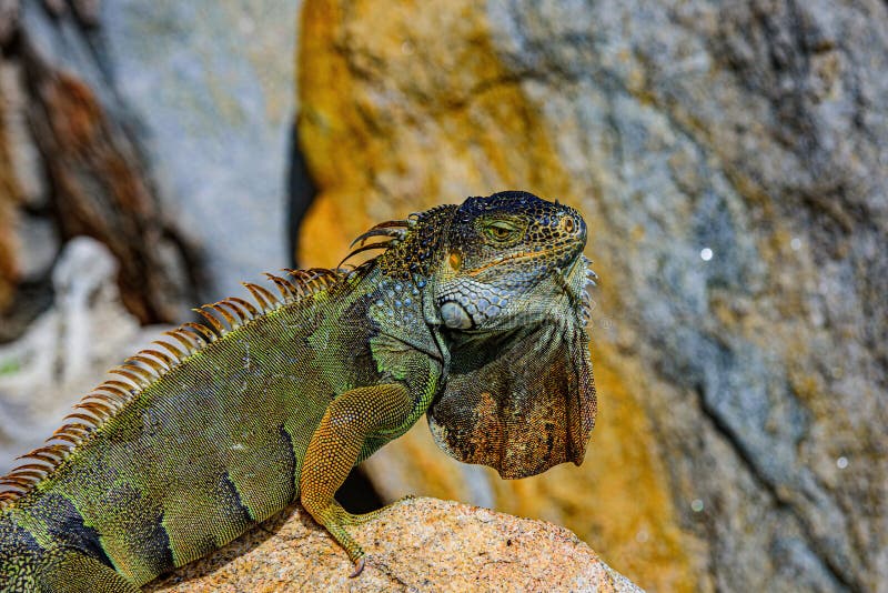 Iguana Reptilian, Exotic Wild Dragon. Stock Image - Image of central ...