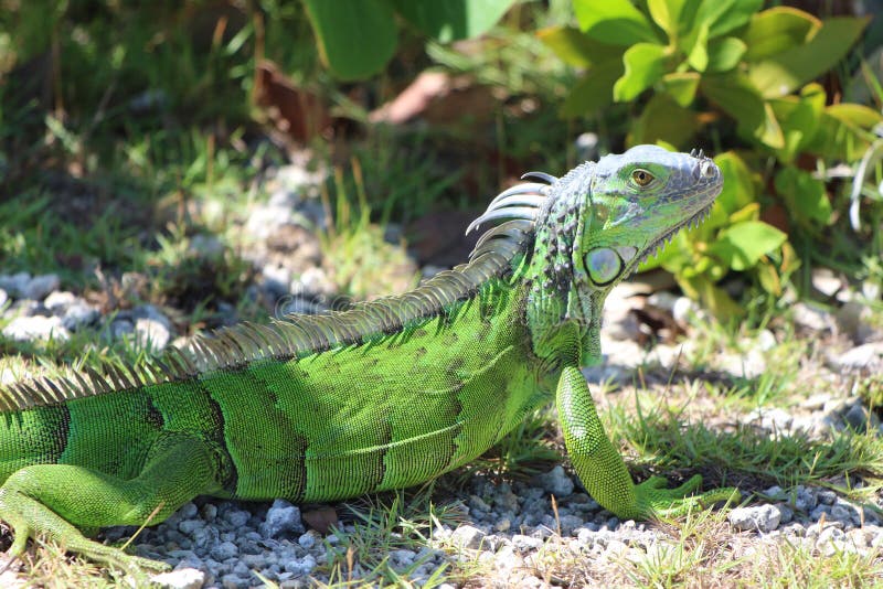 Iguana Smile stock photo. Image of lizards, smile, smiling - 98640