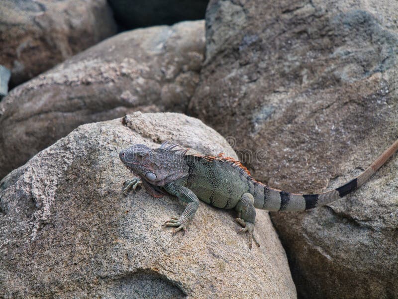 An Iguana on Rocks on the Island of Saint Maarten in the Caribbean ...