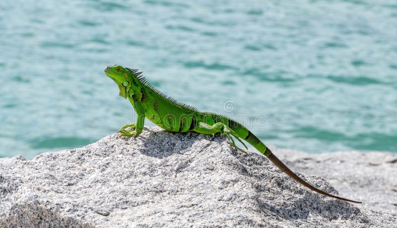 Iguana on the Rocks in Miami Beach Stock Photo - Image of iguana, snake ...