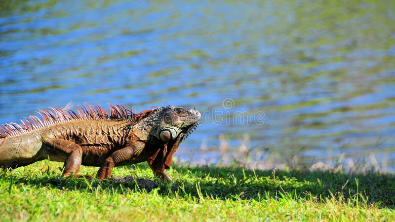 Iguana running along water stock image. Image of brown - 36339305