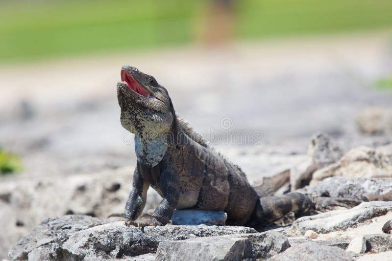 Iguana screaming stock image. Image of fauna, rock, wild - 27803615