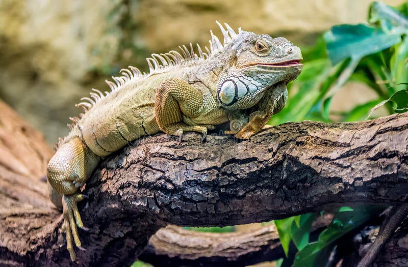 Iguana Climbs a Tree and Takes a Break Stock Image - Image of habitat ...