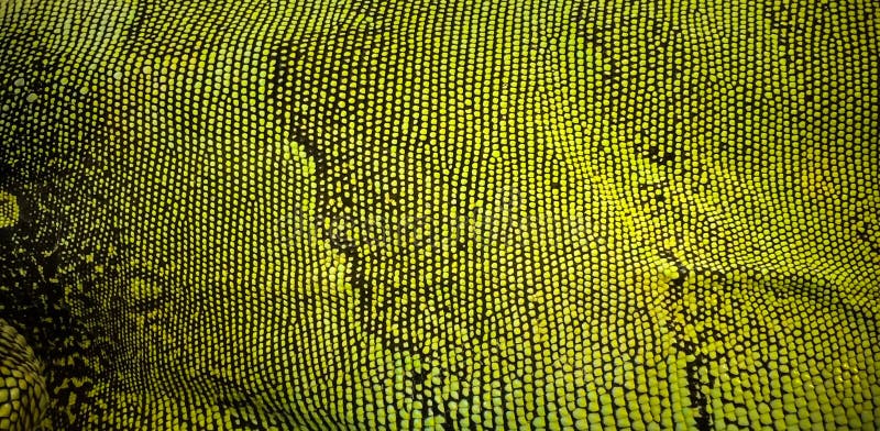 Iguana skin stock photo. Image of texture, leather, dots - 57518772