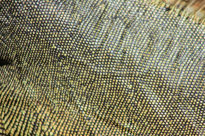 Iguana skin in detail stock image. Image of culture, large - 93638029