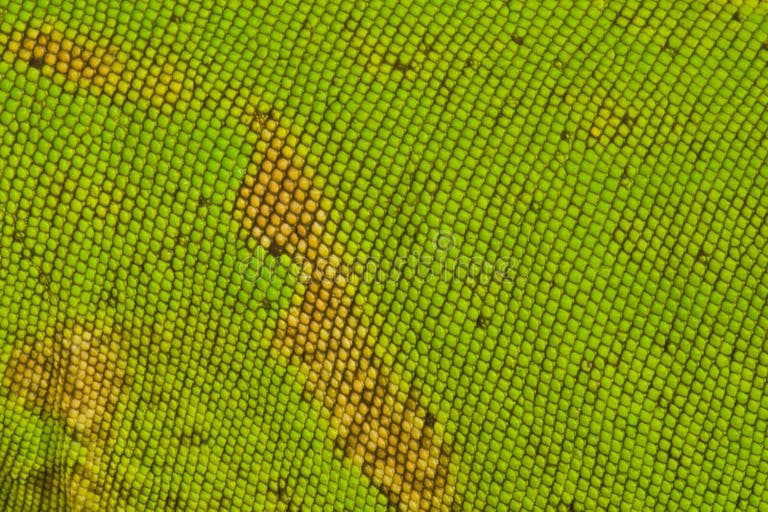 Iguana skin, texture stock image. Image of bizarre, animal - 13395579