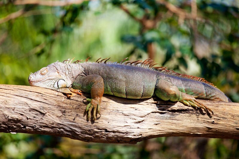 Iguana Sleeping Royalty Free Stock Photos - Image: 19929338
