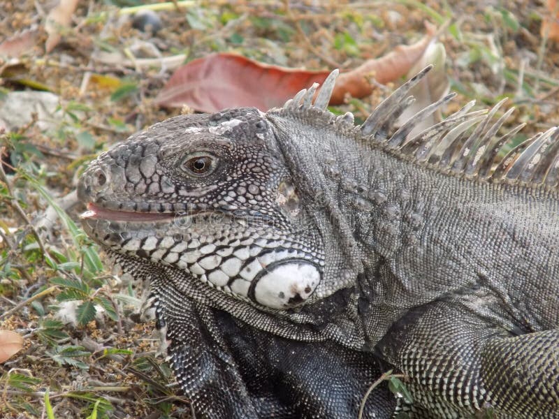 Iguana Sonriente. the Smiling Iguana Stock Image - Image of park ...