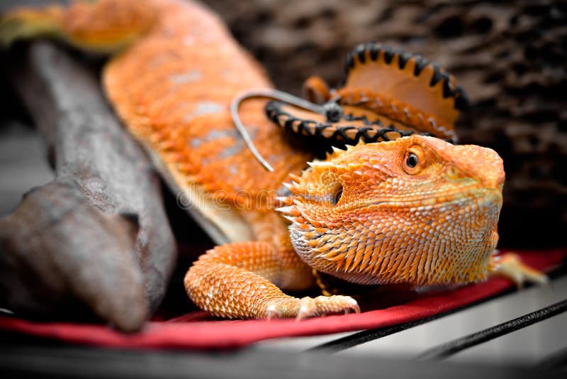 Iguana with spiky skin stock photo. Image of iguana, colorful - 76446762