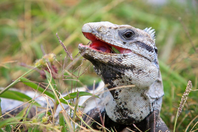 Iguana Spiny-atada Mexicana Imagem de Stock - Imagem de cauda ...