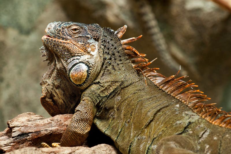 Iguana in the sun stock photo. Image of green, iguana - 13202488