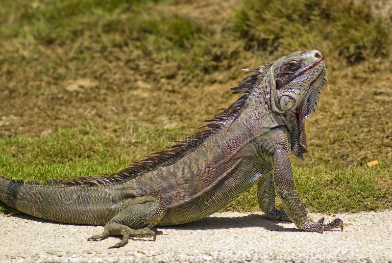 Iguana in the sun stock image. Image of amazonian, wildlife - 14497591