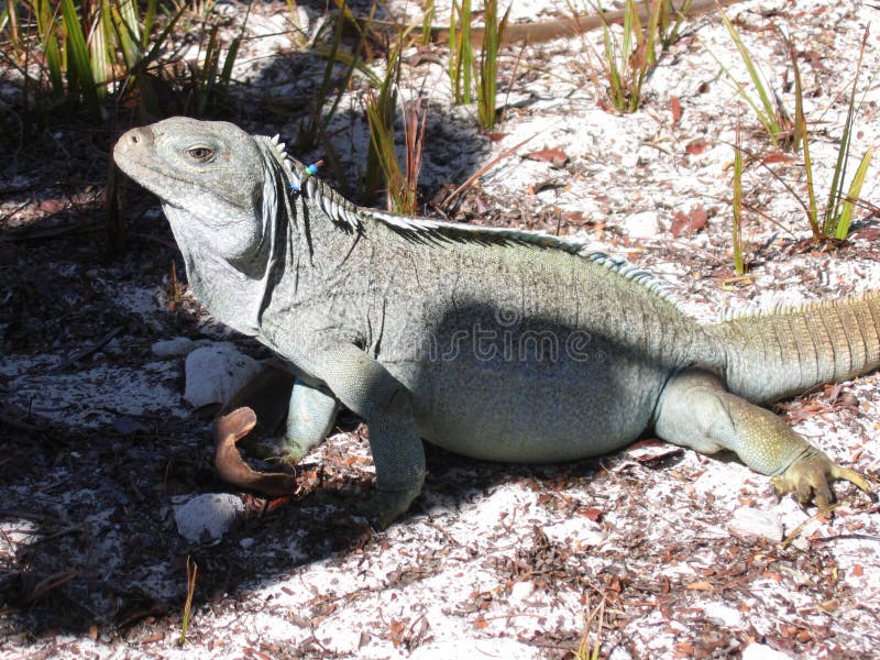 Iguana in the sun stock photo. Image of beach, caicos - 5587748
