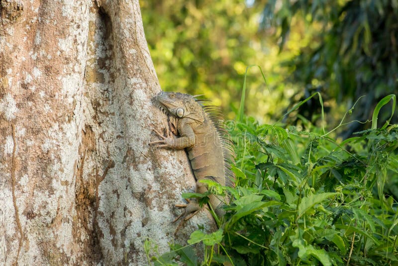 An iguana in the sun stock photo. Image of relax, caribbean - 63652812