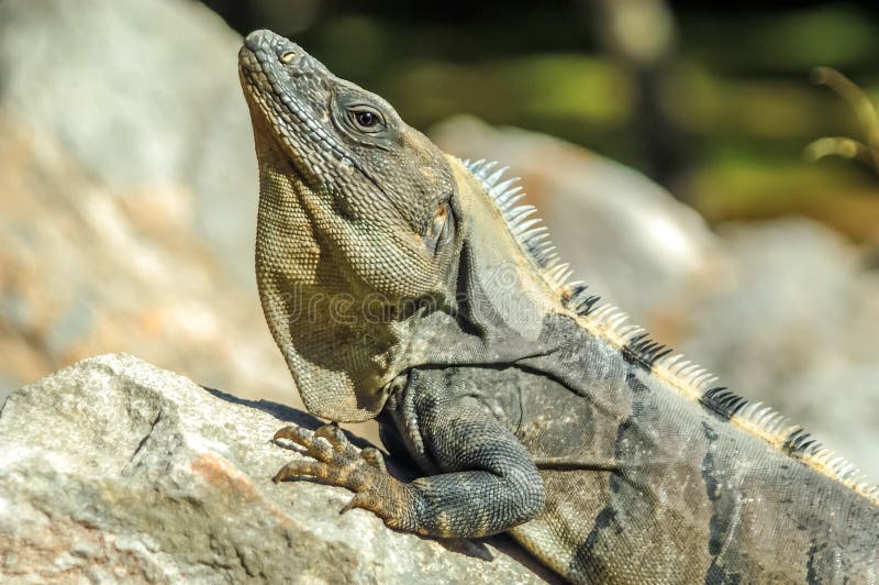 Iguana at the Sun stock photo. Image of traveling, saurian - 31999814