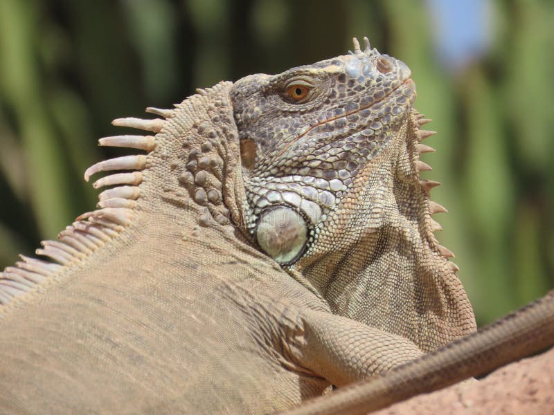 Iguana Basking in the Sun stock image. Image of frog - 378462399