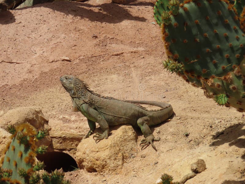 Iguana Basking in the Sun stock photo. Image of rock - 378462496