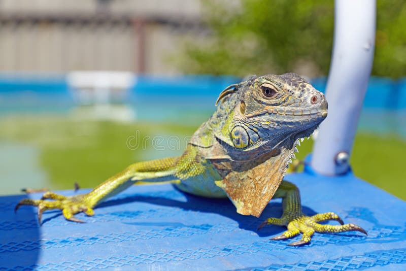 The Iguana with a Surprised Expression on Her Face Stock Image - Image ...